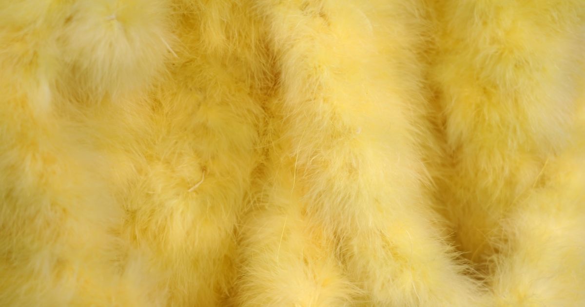 Alain Altinoglu | Franck, Ravel, Saint-Saëns | La Monnaie / De Munt